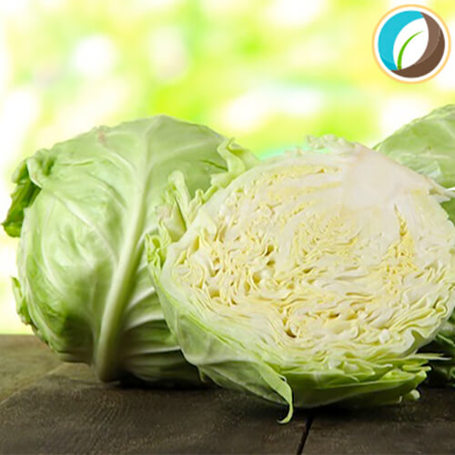 Repollo Verde | Latamseeds