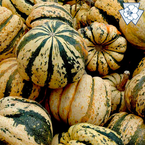 Calabazas Duras | Latamseeds
