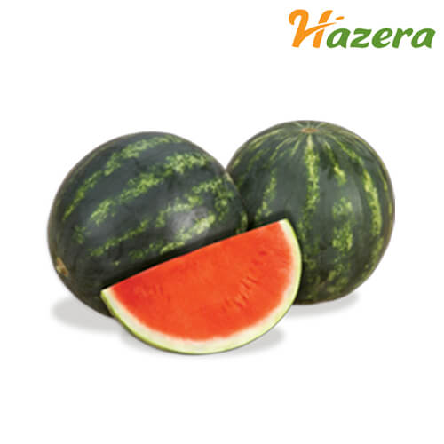 Sandía Personal | Latamseeds