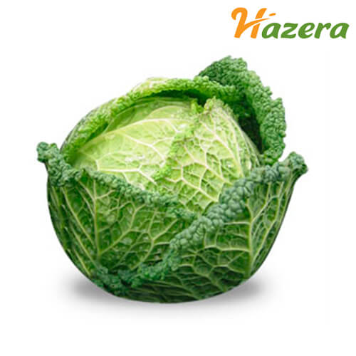 Repollo Verde | Latamseeds