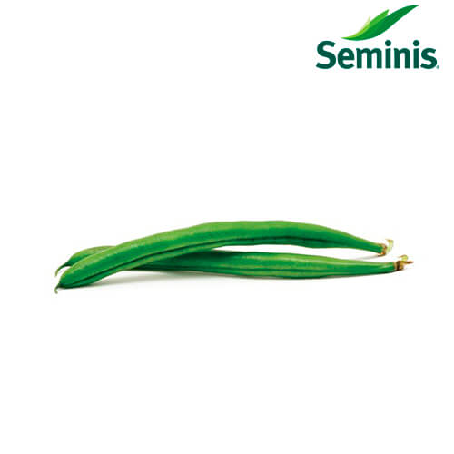 Semilla de Ejote | Latamseeds
