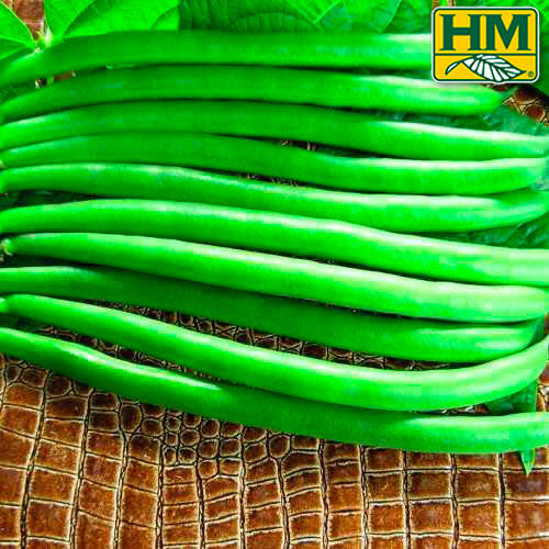 Semilla de Ejote | Latamseeds