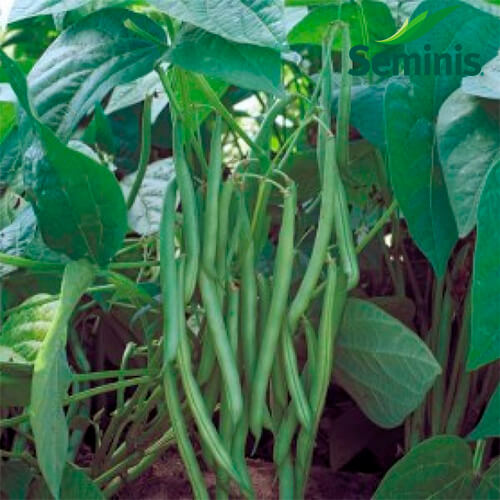 Ejote Opus | Latamseeds