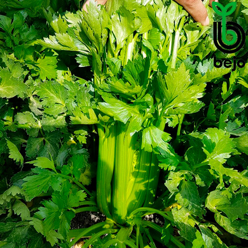 Semilla de Apio | Latamseeds