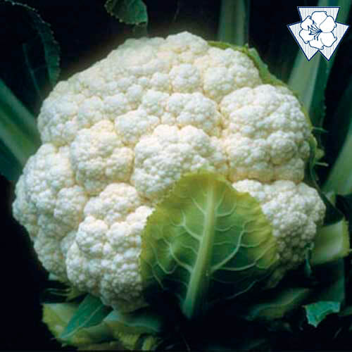Semilla de Coliflor | Latamseeds