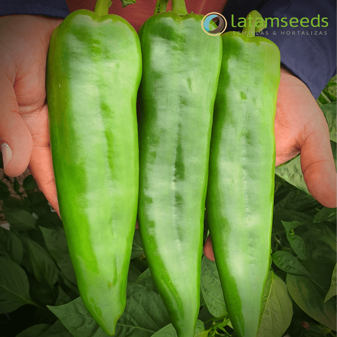 Semilla de Chile Anaheim | Latamseeds